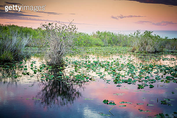 Everglades National Park Wetland Water Landscape with Green Habitat ...