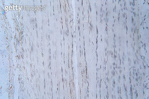 Human skeletal muscle under microscope view for education histology ...