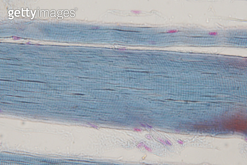Human skeletal muscle under microscope view for education histology ...