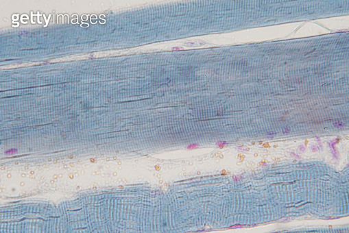 Human skeletal muscle under microscope view for education histology ...
