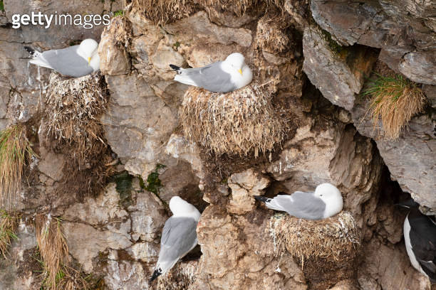Glaucous Gulls Nesting on the Cliff in Svalbard (1079039110) - 게티이미지뱅크