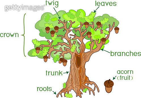 Parts of plant. Morphology of oak tree with acorns, green leaves and ...