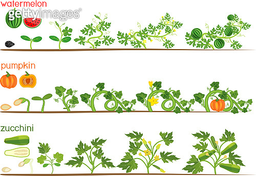 Set of life cycles of gourd plants. Stages of watermelon, pumpkin ...