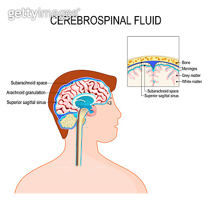 Cerebrospinal fluid (CSF) is a clear fluid in the brain and spinal cord. (1147172456) - 게티이미지뱅크