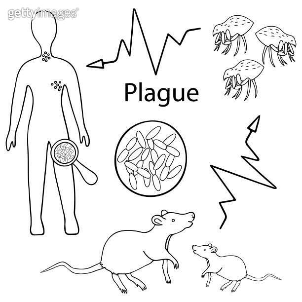 Bubonic plague. Sketch. The scheme of infection with the plague ...