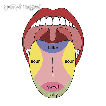 Human Tongue and Taste Buds. Taste Map (1279325684) 일러스트, 무료 일러스트 - 게티이미지뱅크