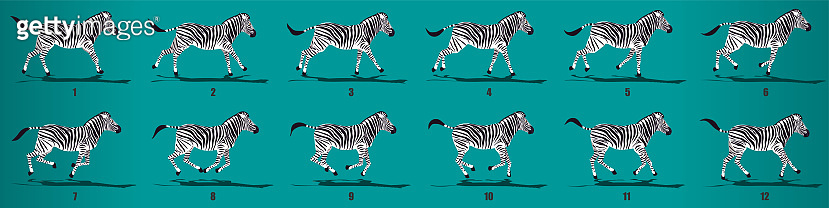 Zebra run cycle animation frames, loop animation sequence sprite sheet (1209936659) - 게티이미지뱅크