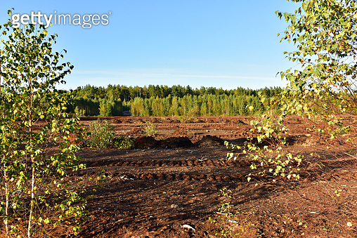 Destruction of trees on peatlands and drainage of peat bogs at ...