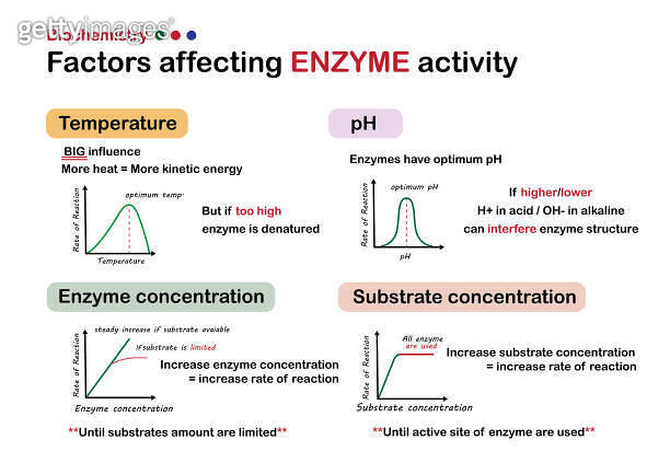 Science infographic diagram show factors affecting enzyme activity ...