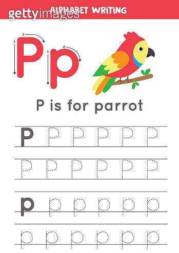 P is for parrot. Tracing English alphabet worksheet. (1273842773) - 게티이미지뱅크