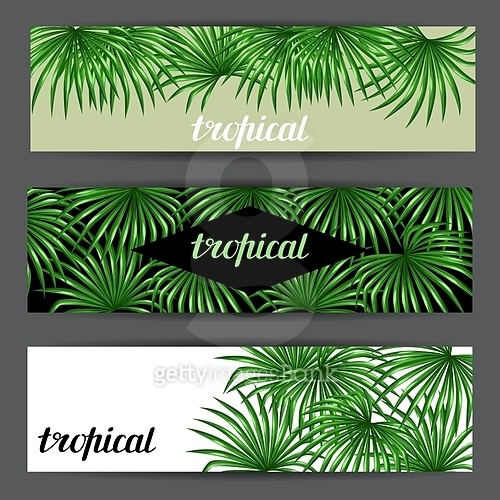 Banners with palms leaves. Decorative image tropical leaf of palm tree ...