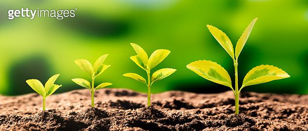 Growing plant, earth day, environmental concept (1318833513) - 게티이미지뱅크