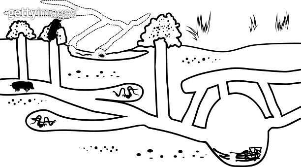 Coloring page. Scheme of structure of underground mole tunnels with earthworms and European mole ...