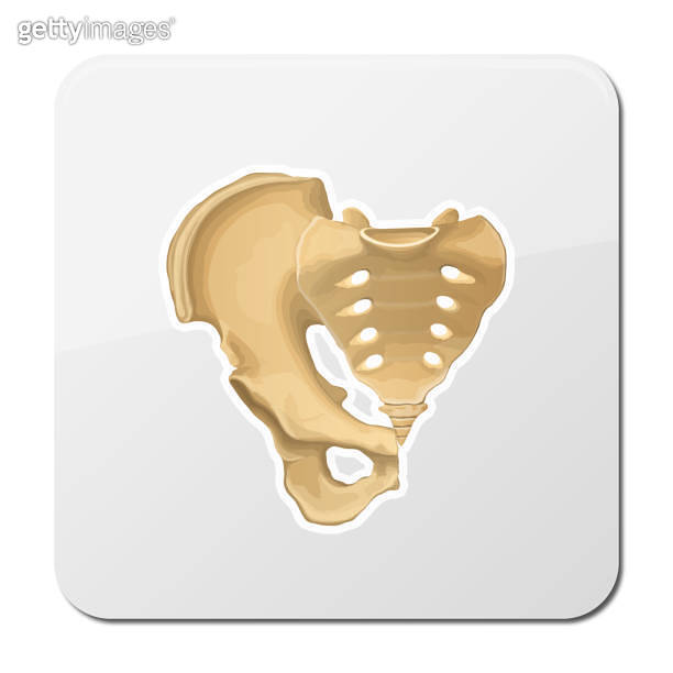 Pelvis Human Skeleton Pelvic Bone Anatomy Hip 3d Artwork