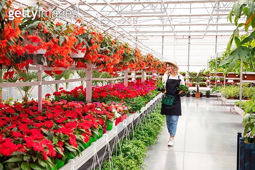 Smart greenhouse control. Female worker inspects red flowers and note data at daylight ...