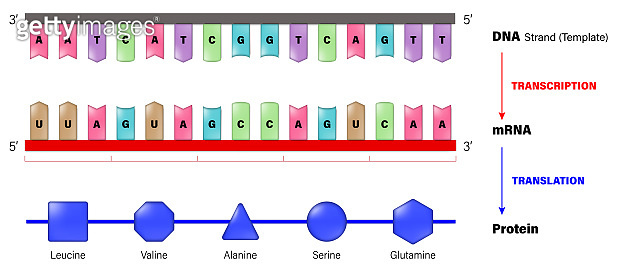 DNA, mRNA and Protein. Transcription and Translation. Process of ... DNA, mRNA and Protein. Transcription and Translation. Process of ...