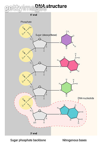 Structure Of Dna Stand Deoxyribonucleic Acids Nitrogenous Base