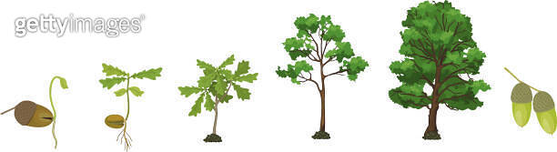 Life cycle of oak tree. Growth stages from acorn and sprout to old tree ...