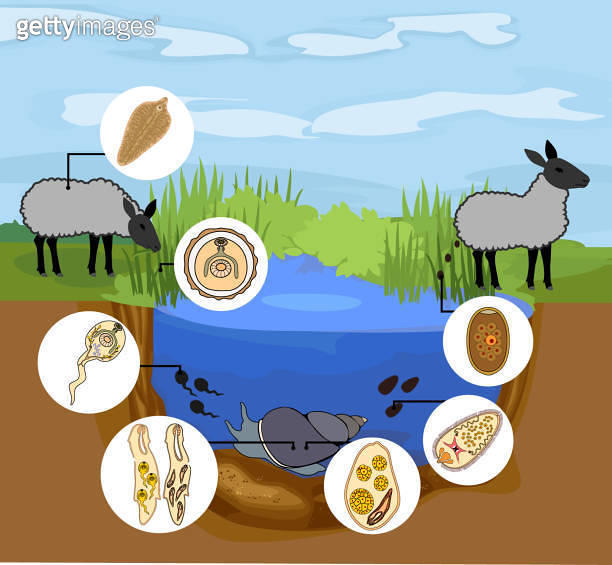 Life cycle of Sheep liver fluke (Fasciola hepatica) with sheep, snail ...