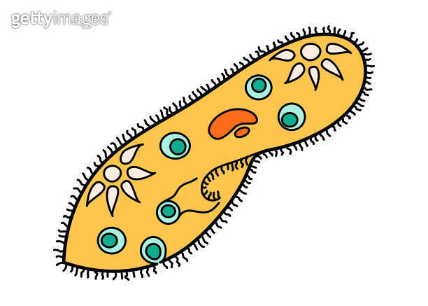Paramecium Caudatum Proteus Science Icon With Nucleus Vacuole Contractile Biology Education