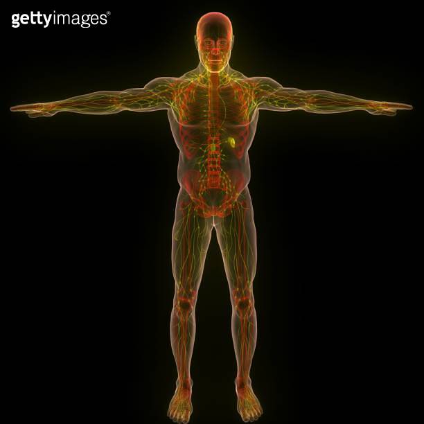 Human Internal System Lymph Nodes Anatomy 1474062232 일러스트 무료 일러스트 게티이미지뱅크