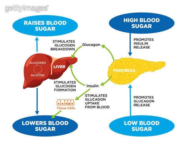 Blood Sugar regulation Insulin And Glucagon Effect Mechanism Scheme ...