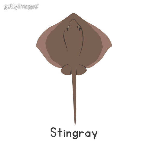 Stingray vector illustration. Bluntnose stingray cartoon clipart ...