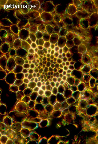 Seta Of A Polytrichum Moss In Cross Section With Polarization