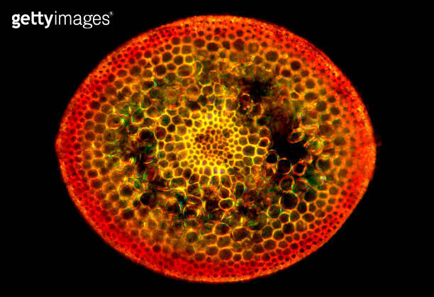 Seta Of A Polytrichum Moss In Cross Section With Polarization