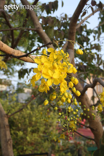 Indian laburnum (Cassia fistula) blooming with golden flowers : (pix Sanjiv Shukla) (2154297935 ...