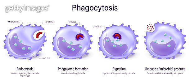 Phagocytosis Process. Macrophage absorption of bacteria. Phagocyte ...