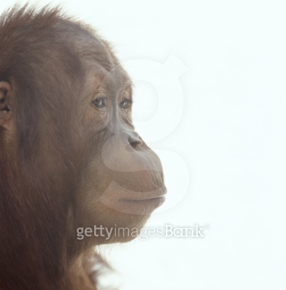 Orangutan (Pongo pygmaeus), close-up, side view (AA045541) - 게티이미지뱅크