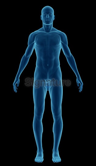 Human body of a man for study 이미지 (174907489) - 게티이미지뱅크