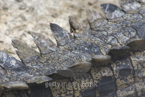 Crocodile Scales 이미지 (89147015) - 게티이미지뱅크