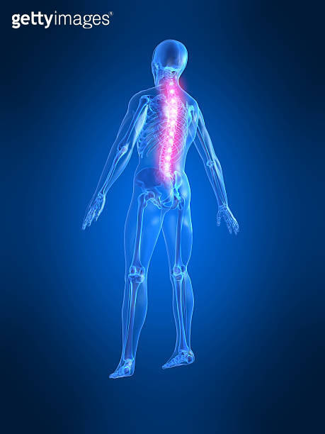 backache illustration 이미지 (115960182) - 게티이미지뱅크