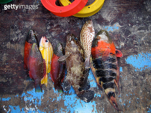 Tropical Fish in Fiji, Hand Line Fishing 이미지 (89473004) - 게티이미지뱅크