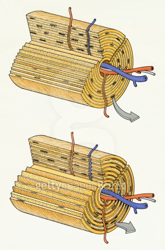 Illustration of cross section of normal bone structure with blood ...