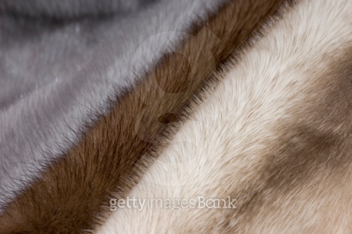 Three colours of mink fur (90375127) - 게티이미지뱅크