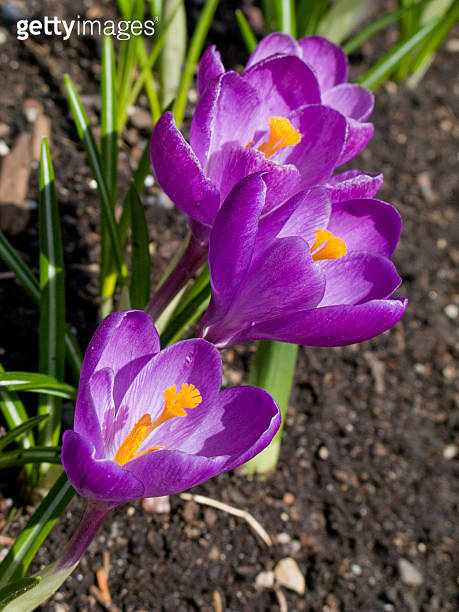 Spring Crocus IV (145921194) - 게티이미지뱅크