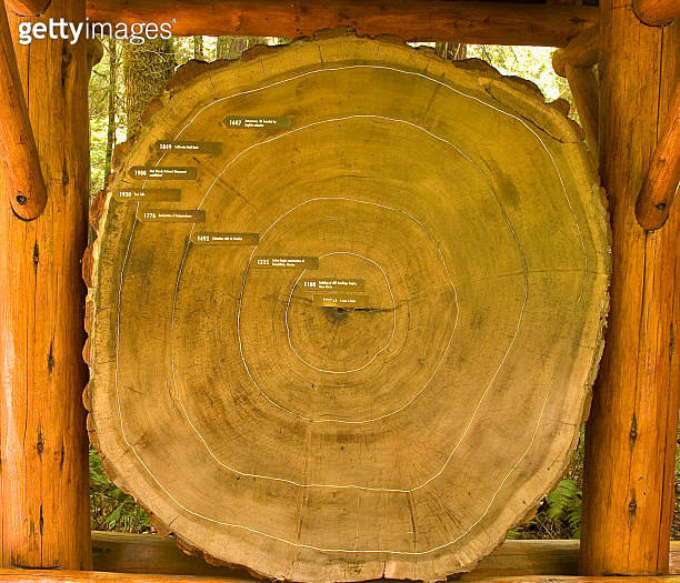 Redwood Trunk Cross-Section from a 960 A.D. Tree 이미지 (176065813) - 게티이미지뱅크