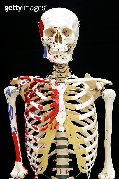 Anterior view of a model human skeleton with color highlights ...