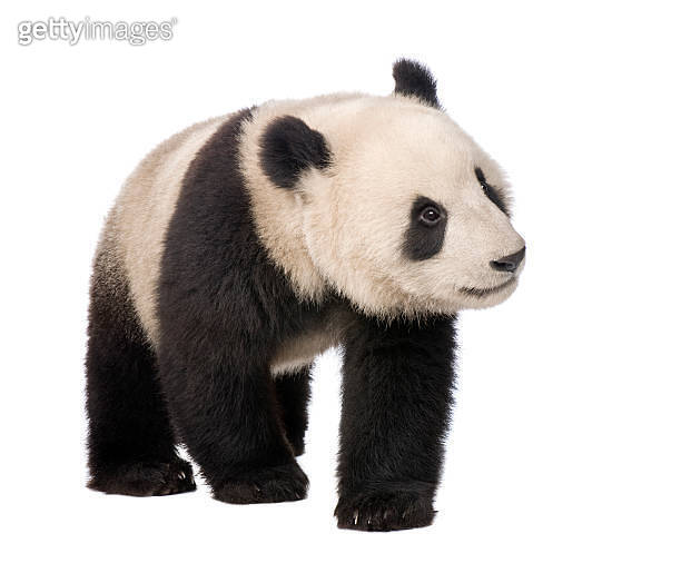 Giant Panda (18 months) - Ailuropoda melanoleuca (93216522) - 게티이미지뱅크
