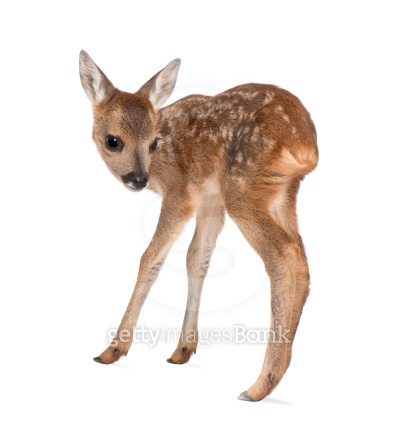 Back view of Roe Deer Fawn looking at the camera (118398696) - 게티이미지뱅크