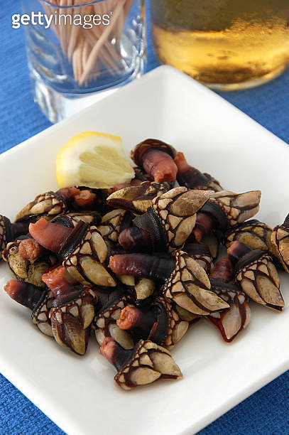 Percebes - Spanish Gooseneck Barnacles (182851274) - 게티이미지뱅크