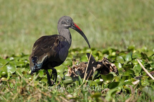 Hadada ibis, Lake Naivasha, Kenya 이미지 (471238001) - 게티이미지뱅크