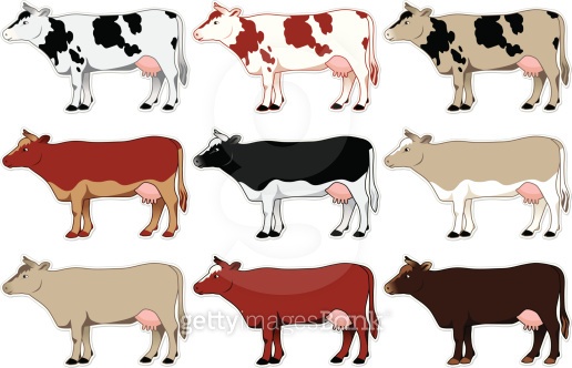 Cows Color Set 이미지 (163837085) - 게티이미지뱅크