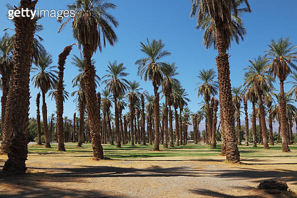 Palm grove in the oasis Furnace Creek 이미지 (112035306) - 게티이미지뱅크
