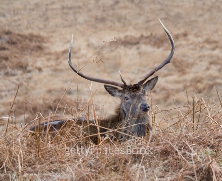 Stag 이미지 (153718325) - 게티이미지뱅크
