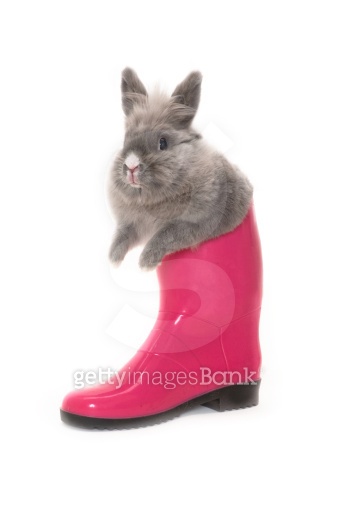 Bunny in the pink boot 이미지 (153715995) - 게티이미지뱅크