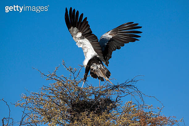 Secretary bird in tree (119385707) - 게티이미지뱅크
